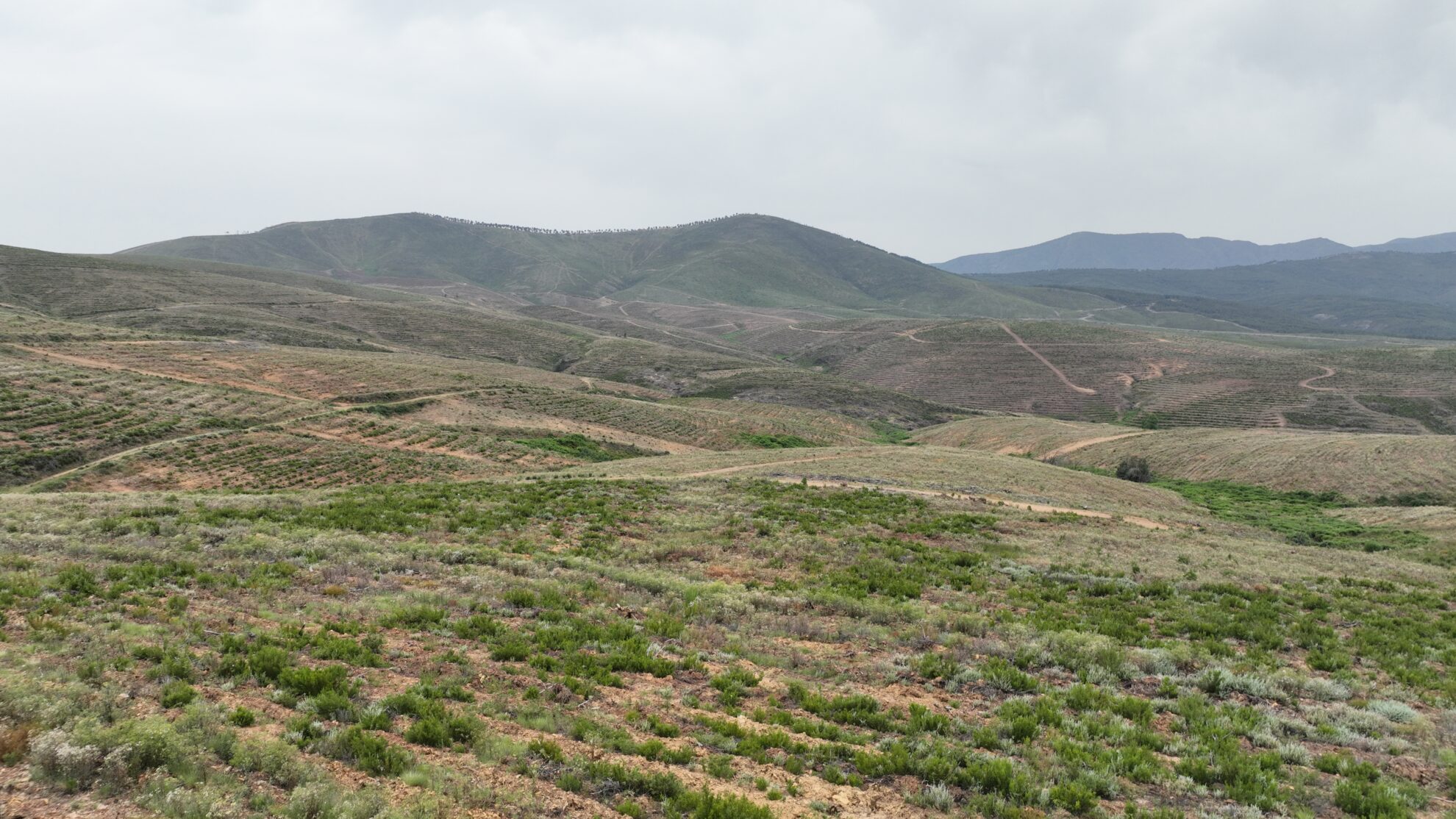 MERLIN Properties se alía con Carbon2Nature para crear el Bosque MERLIN ...